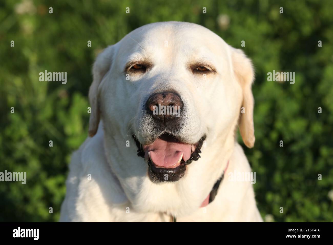Portraite of cute old labrador retriever dog outdoor. Dog in summer ...