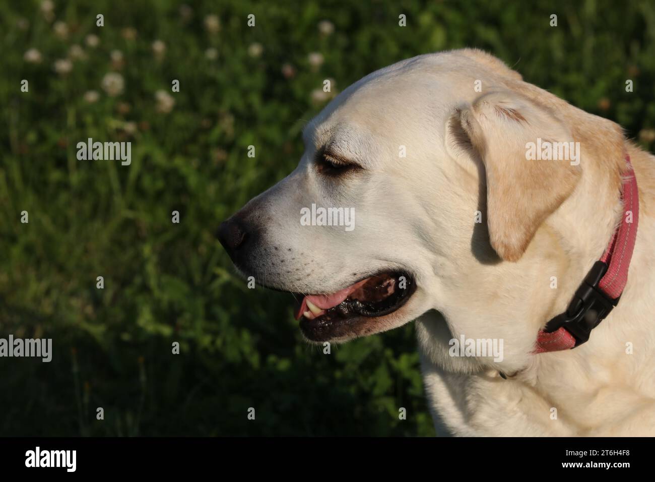 Portraite of cute old labrador retriever dog outdoor. Dog in summer ...