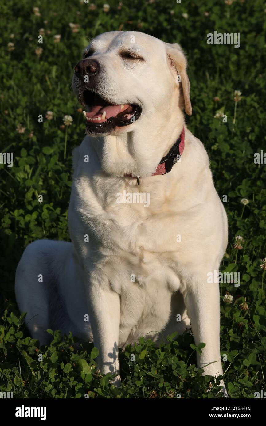 Portraite of cute old labrador retriever dog outdoor. Dog in summer ...
