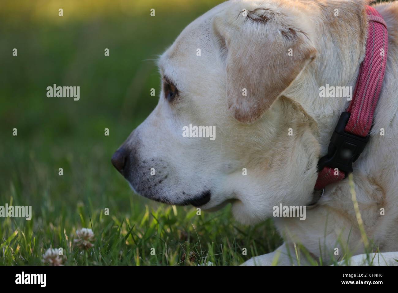 Portraite of cute old labrador retriever dog outdoor. Dog in summer ...