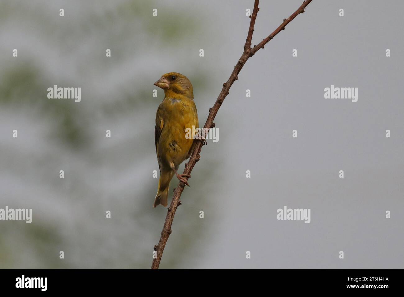 European greenfinch young bird on the tree branch in the garden Stock ...