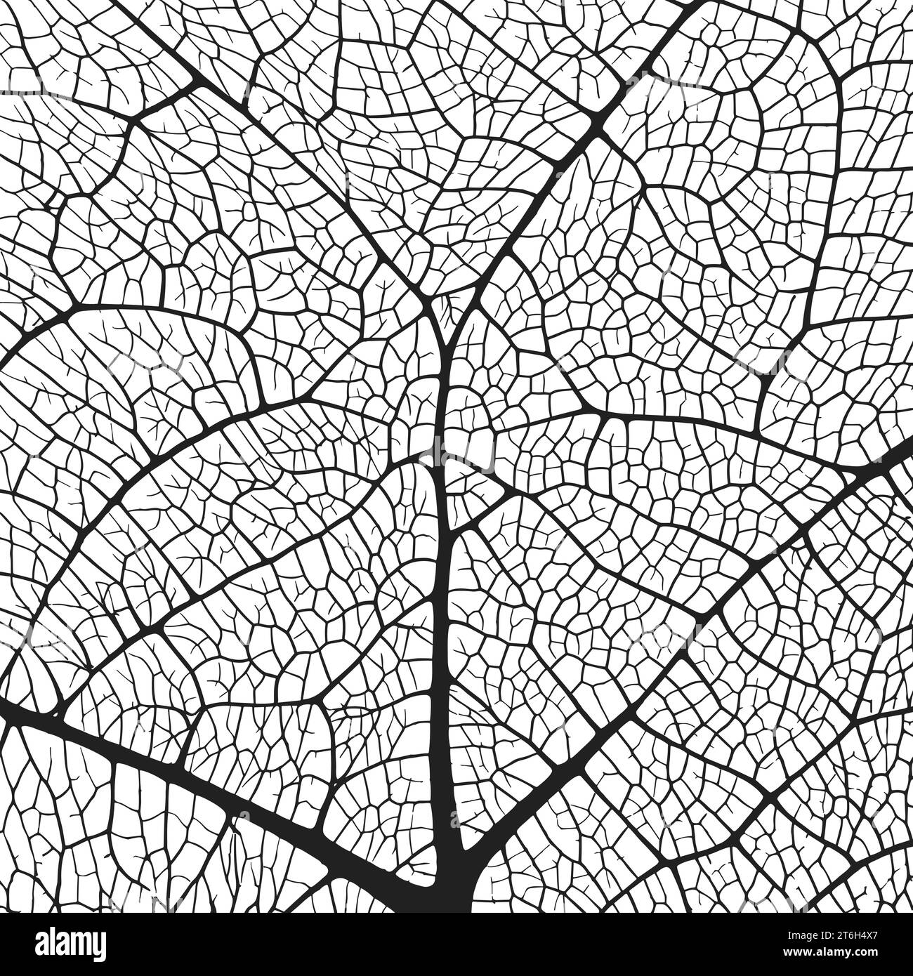 Leaf vein texture abstract background with close up plant leaf cells ...