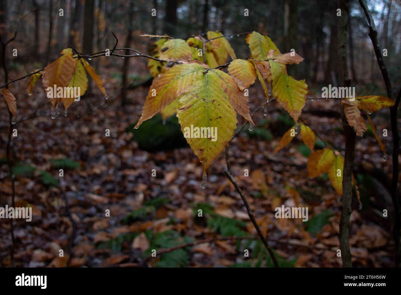 Branches tree orange leaves on hi-res stock photography and images - Alamy