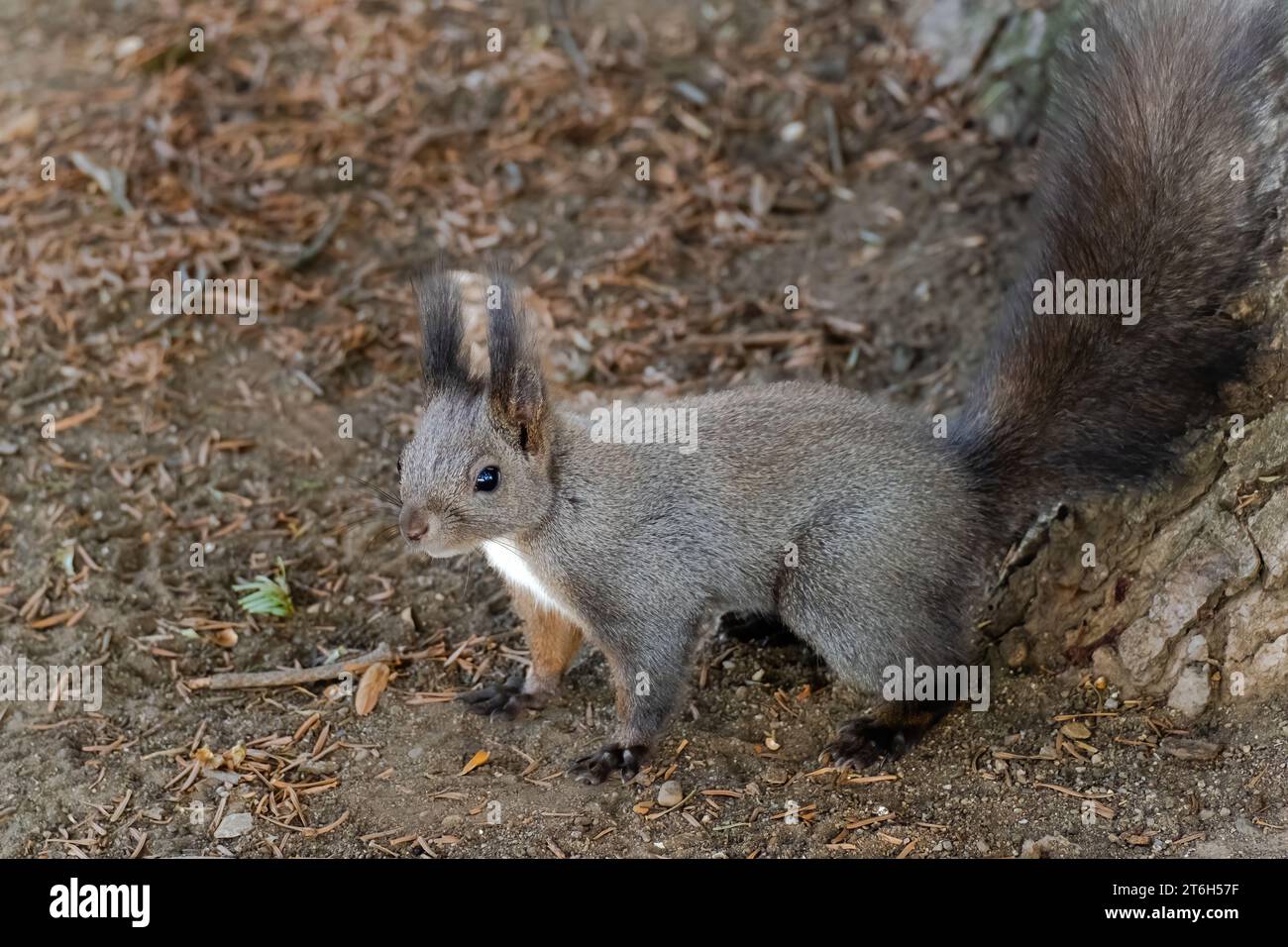 cute young squirrel portrait at park Stock Photo - Alamy