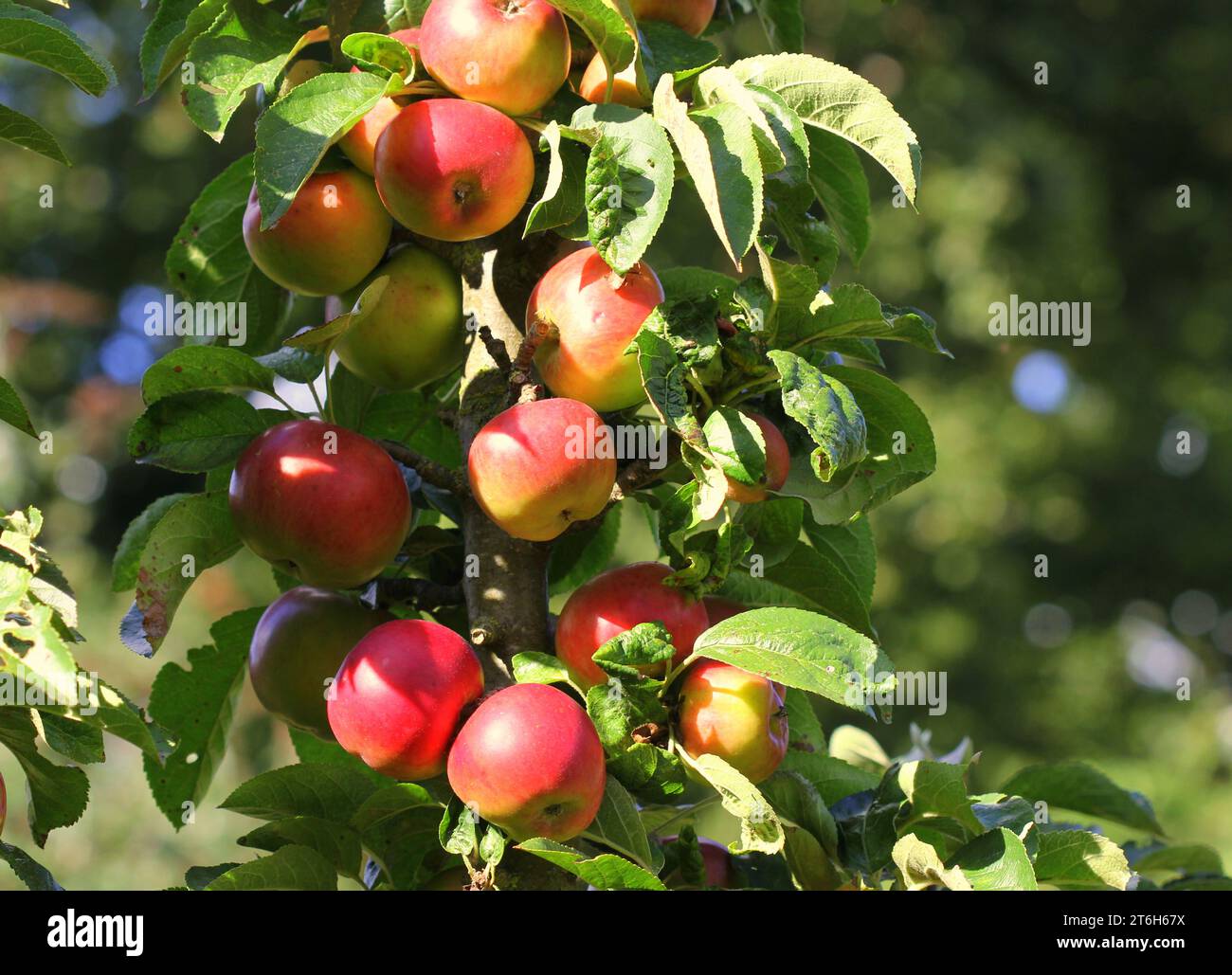 Rocket red hi-res stock photography and images - Alamy