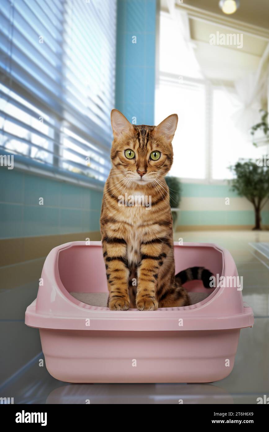 Bengal cat sits in the litter box. Toilet training a cat Stock Photo ...