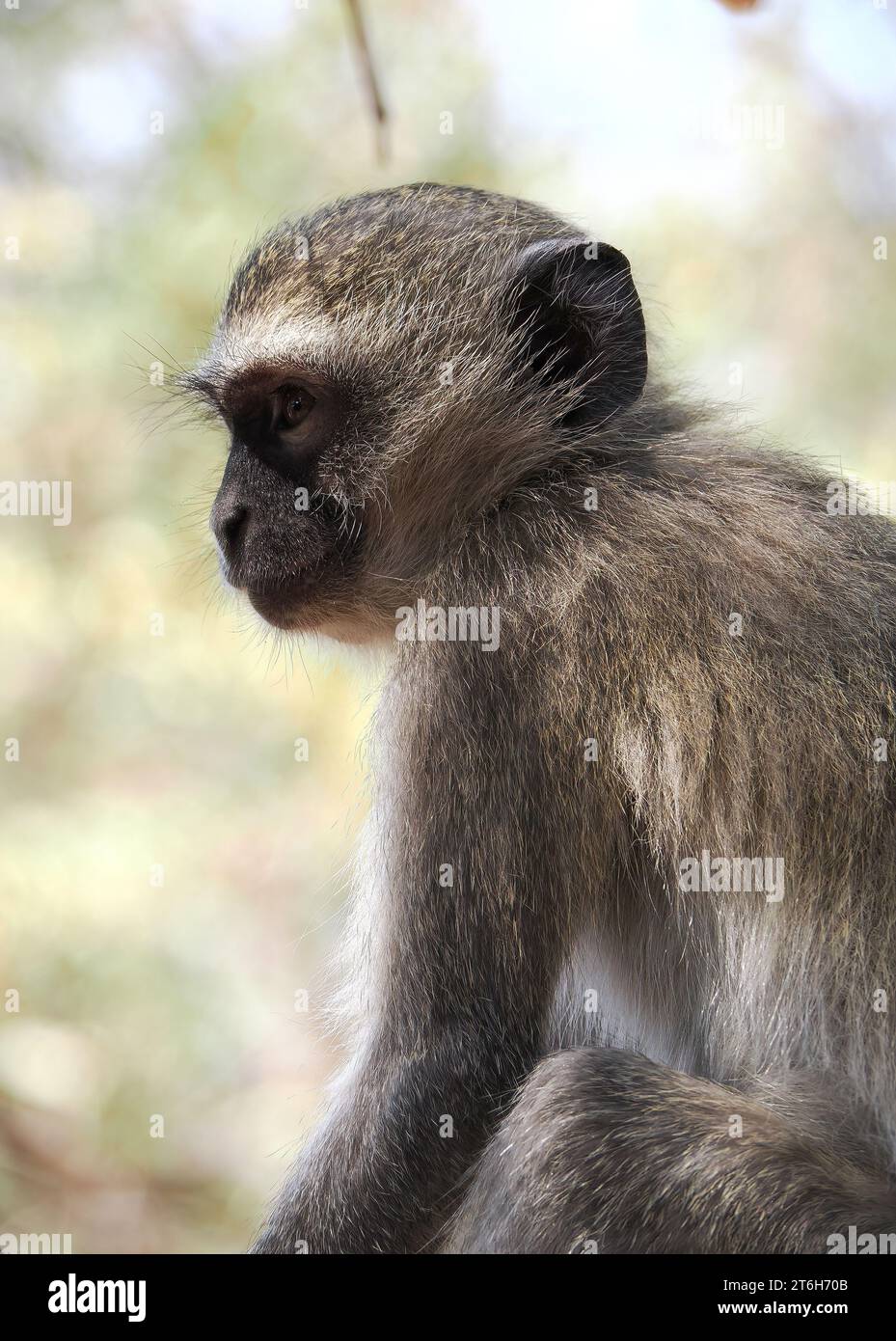 Vervet monkey, Südliche Grünmeerkatze, Vervet bleu, Chlorocebus ...