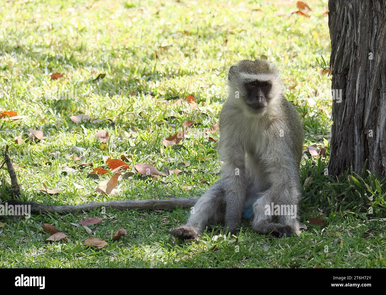 Vervet monkey, Südliche Grünmeerkatze, Vervet bleu, Chlorocebus ...