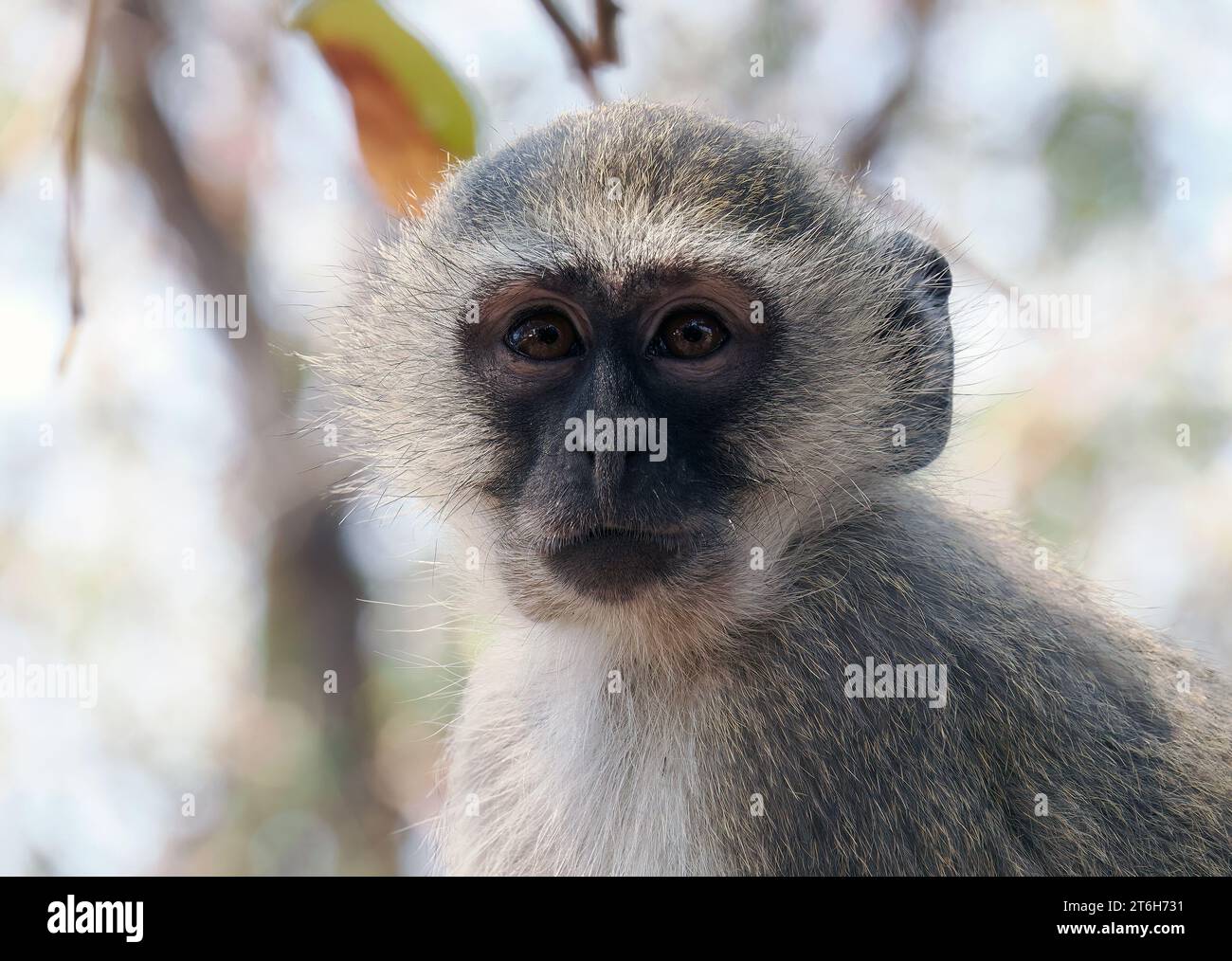 Vervet monkey, Südliche Grünmeerkatze, Vervet bleu, Chlorocebus ...