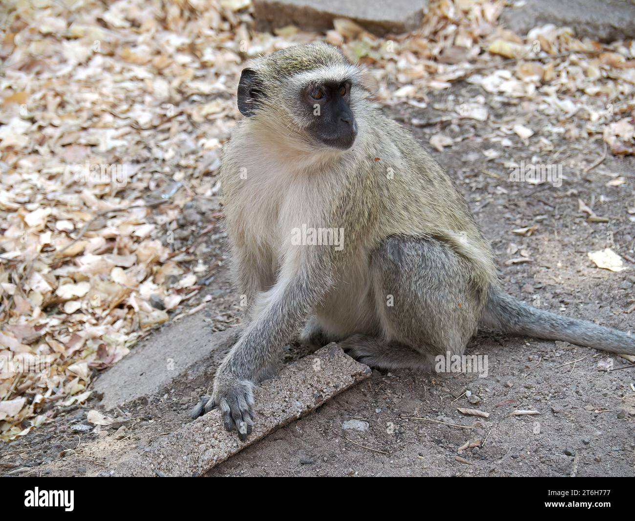 Vervet monkey, Südliche Grünmeerkatze, Vervet bleu, Chlorocebus ...