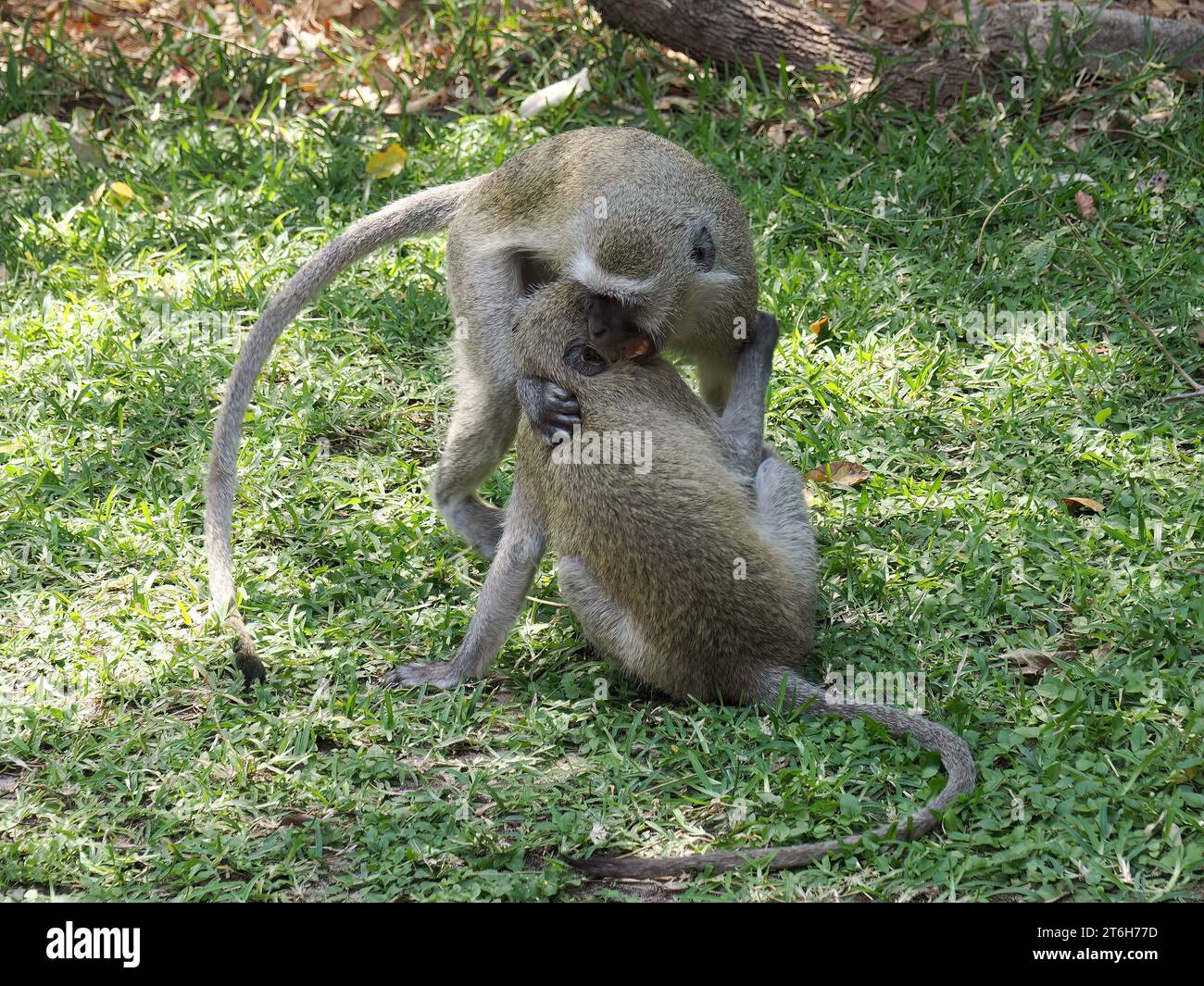 Vervet monkey, Südliche Grünmeerkatze, Vervet bleu, Chlorocebus ...