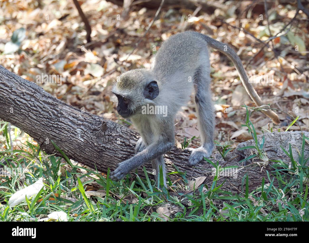 Vervet monkey, Südliche Grünmeerkatze, Vervet bleu, Chlorocebus ...