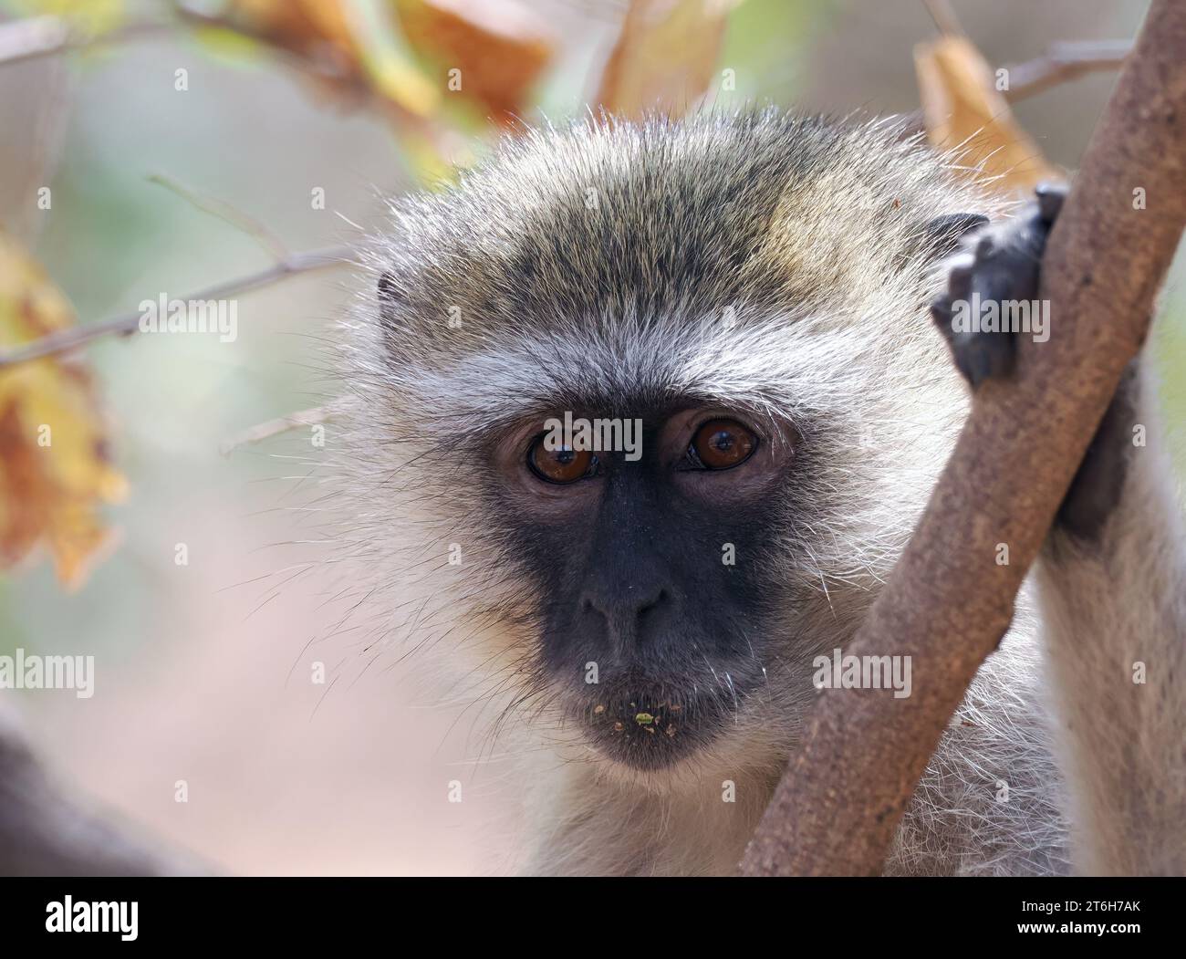 Vervet monkey, Südliche Grünmeerkatze, Vervet bleu, Chlorocebus ...