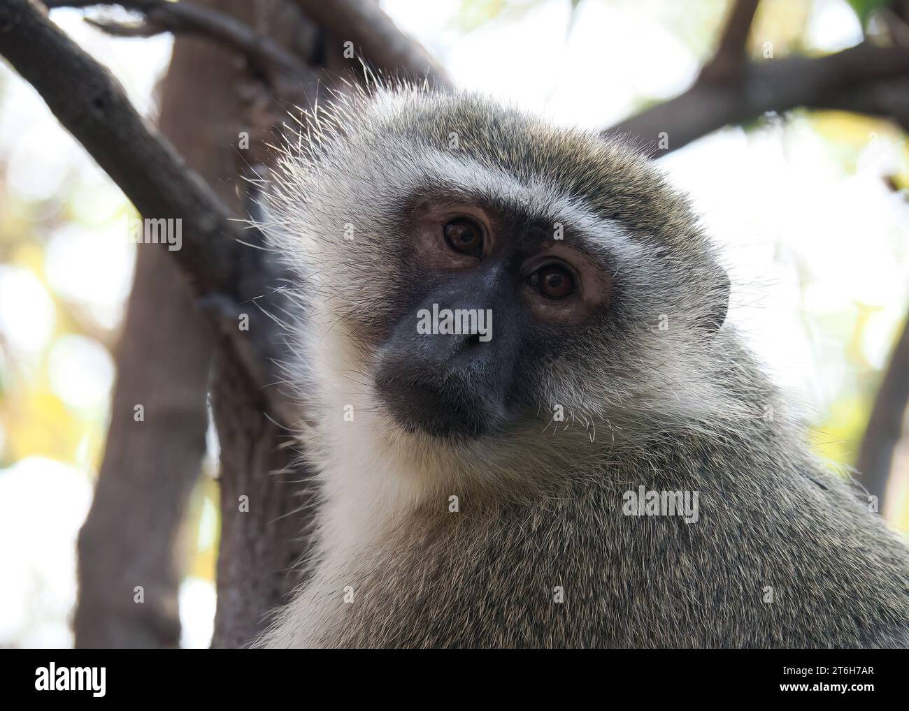 Vervet monkey, Südliche Grünmeerkatze, Vervet bleu, Chlorocebus ...