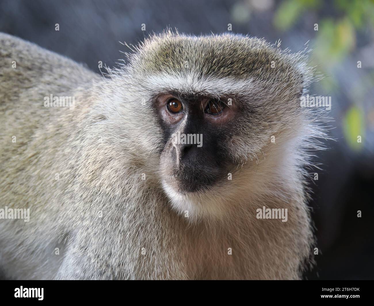 Vervet monkey, Südliche Grünmeerkatze, Vervet bleu, Chlorocebus ...