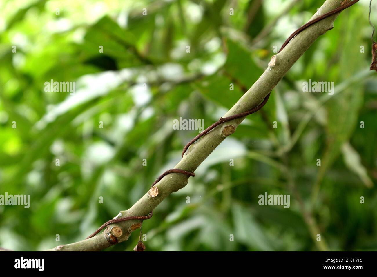 roots wrapped around branches Stock Photo - Alamy