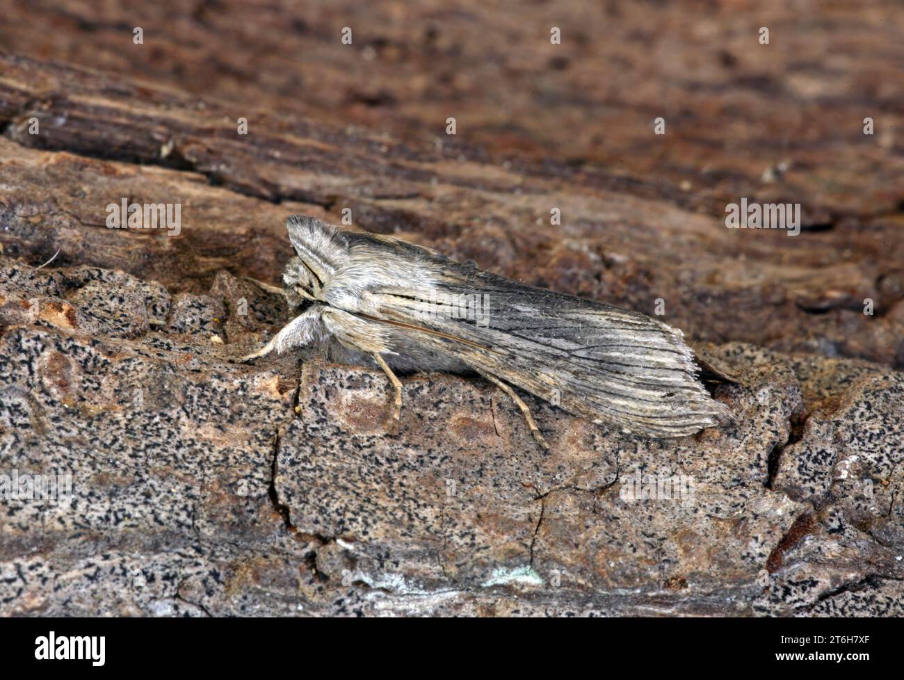 Camomile Shark (Cucullia chamomillae) adult at rest on tree bark Eccles ...