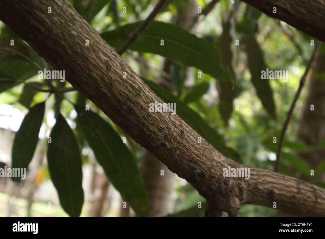 Mango tree trunk hi-res stock photography and images - Alamy
