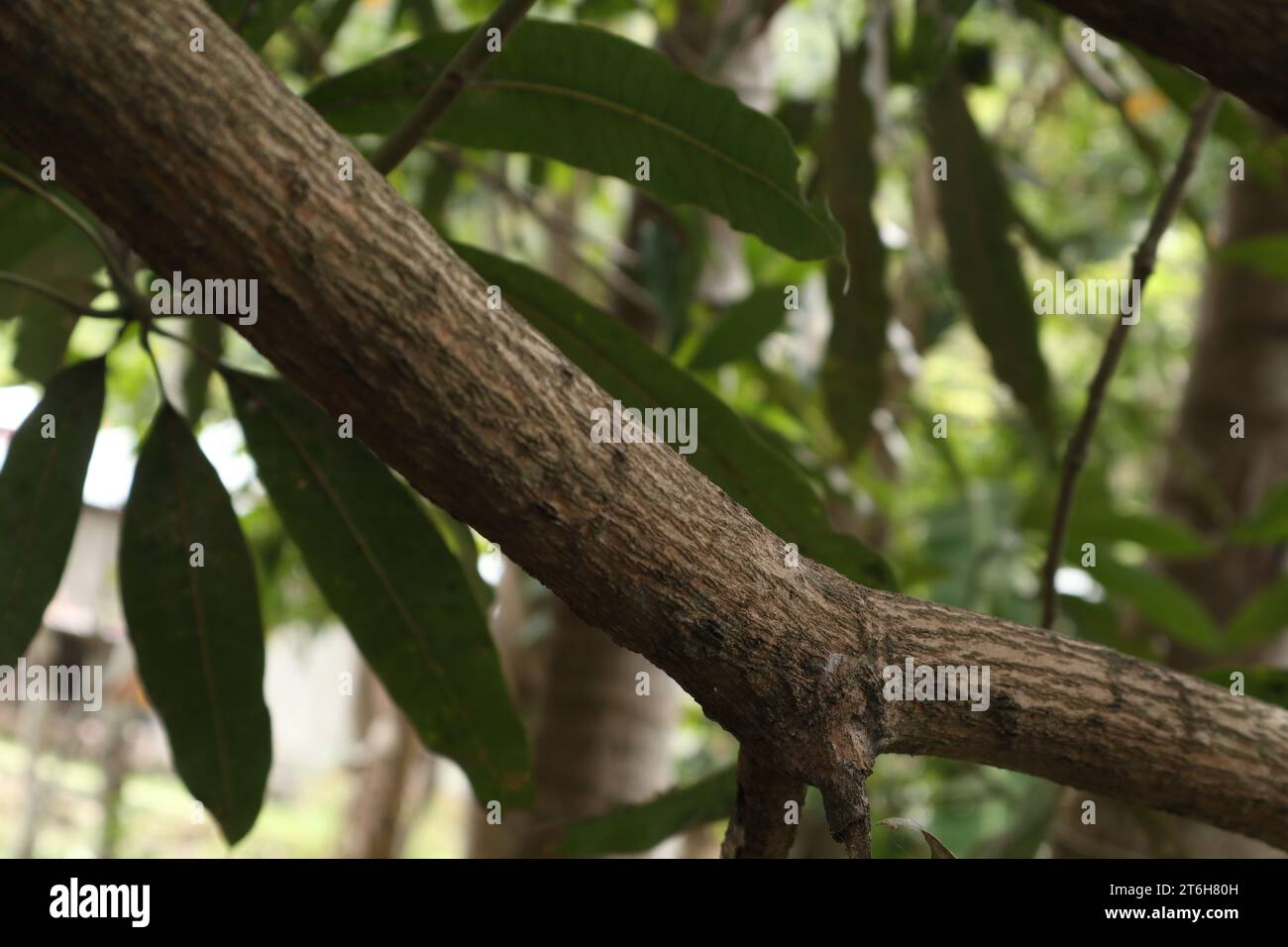 mango tree trunk with leaves background Stock Photo - Alamy