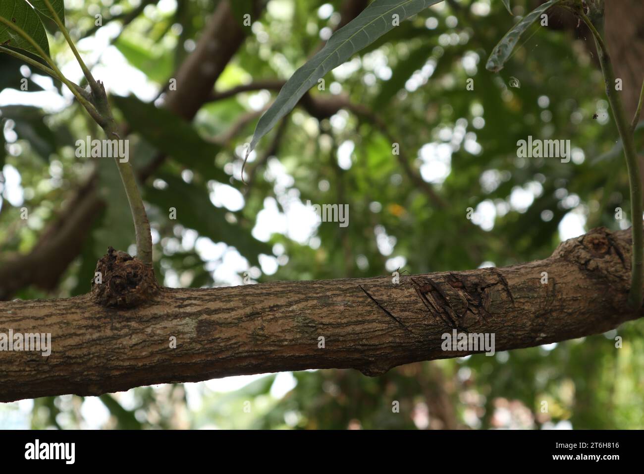 Mango tree trunk hi-res stock photography and images - Alamy