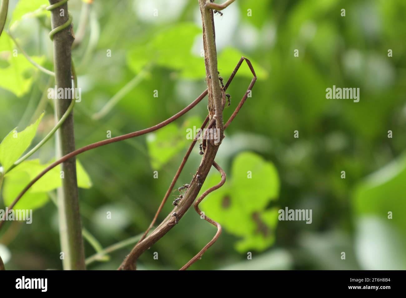 Tree cutter ants hi-res stock photography and images - Alamy