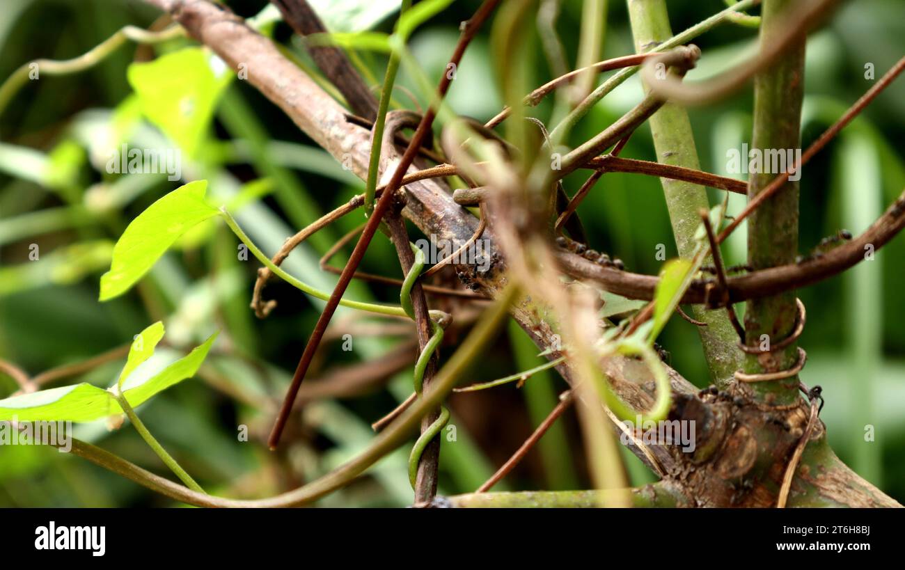 Ant carry twig hi-res stock photography and images - Alamy