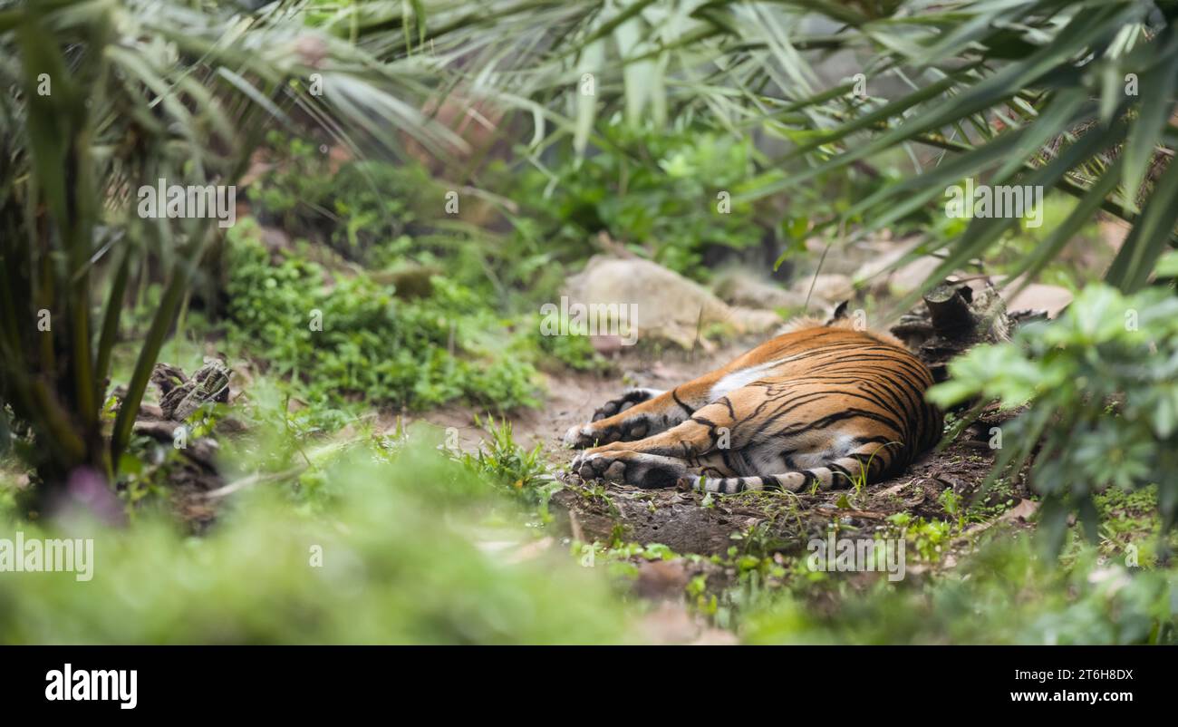 Tiger laying down resting hi-res stock photography and images - Alamy