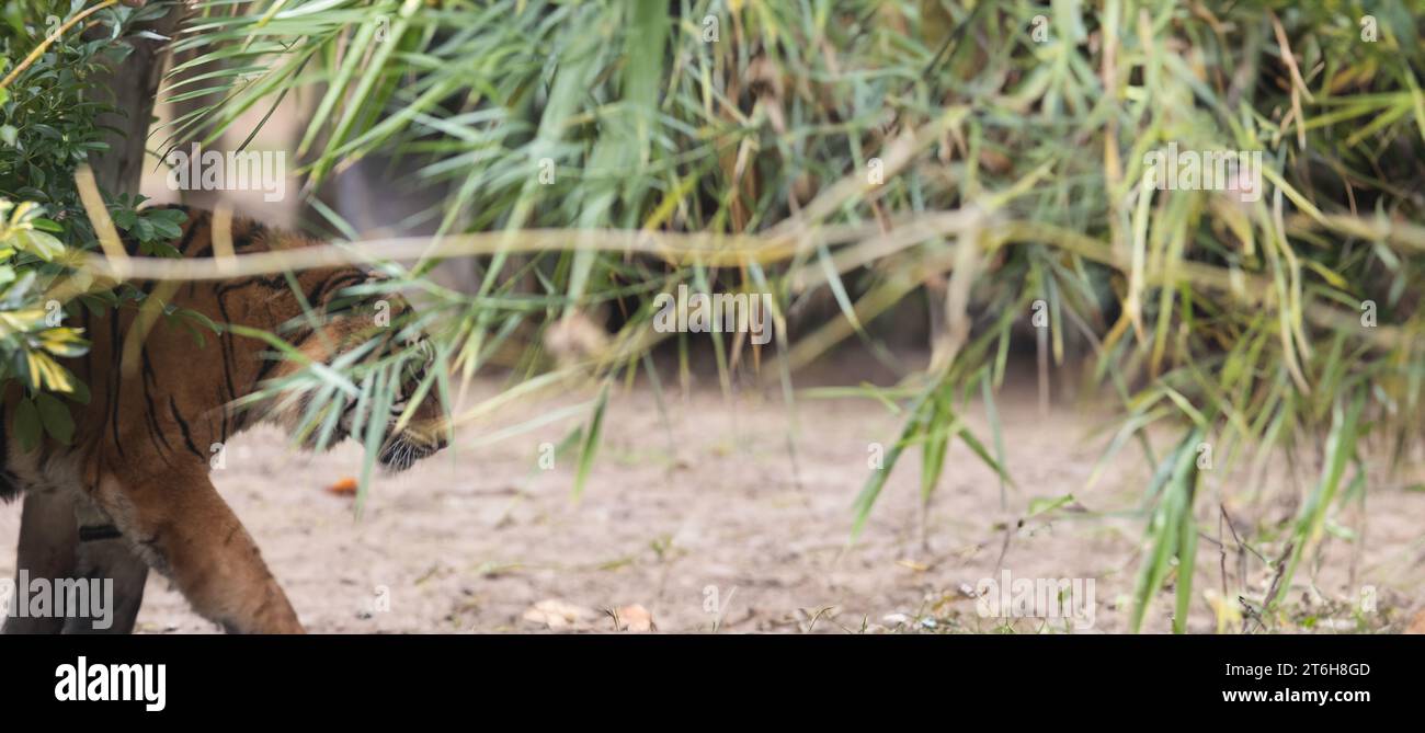 Tiger behind a tree hi-res stock photography and images - Alamy