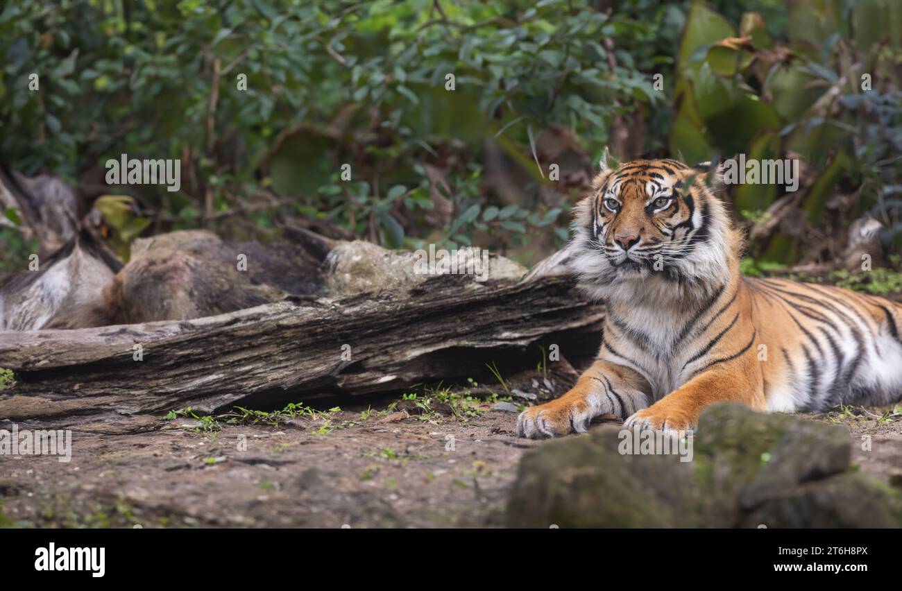 A tiger laying on the ground in a forest Stock Photo - Alamy