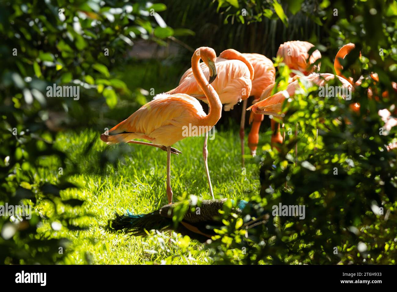 Group flamingos wading in wetlands hi-res stock photography and images ...