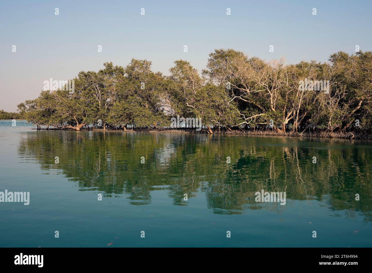 Mangroves are reflected in the water at Al Nouf area southwest of Abu ...