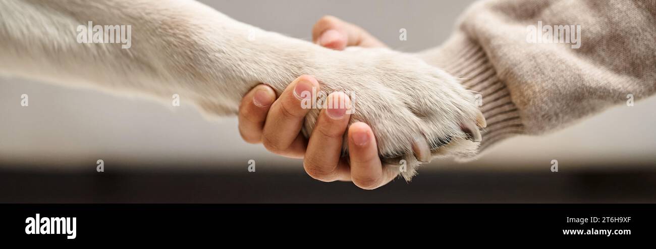 cute labrador giving paw to little girl in modern living room, cropped ...
