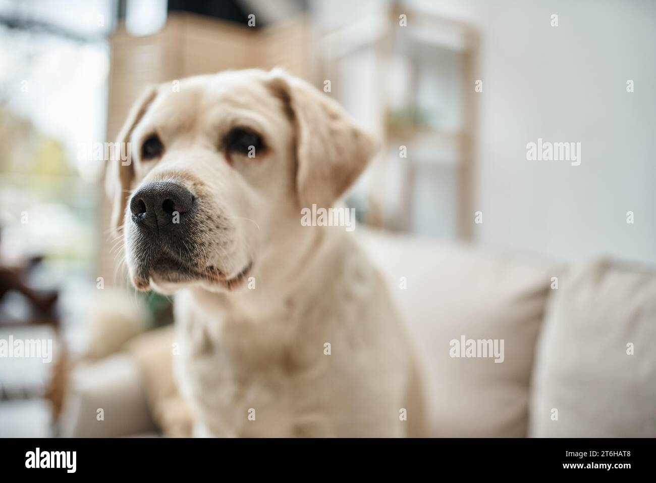 furry domestic animal, cute labrador looking away in living room inside ...