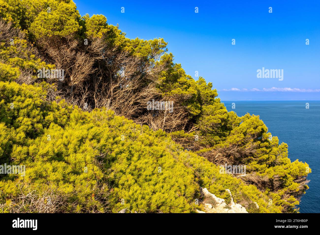 Pine trees at the coast near Cala Rajada, island of Mallorca, Spain ...