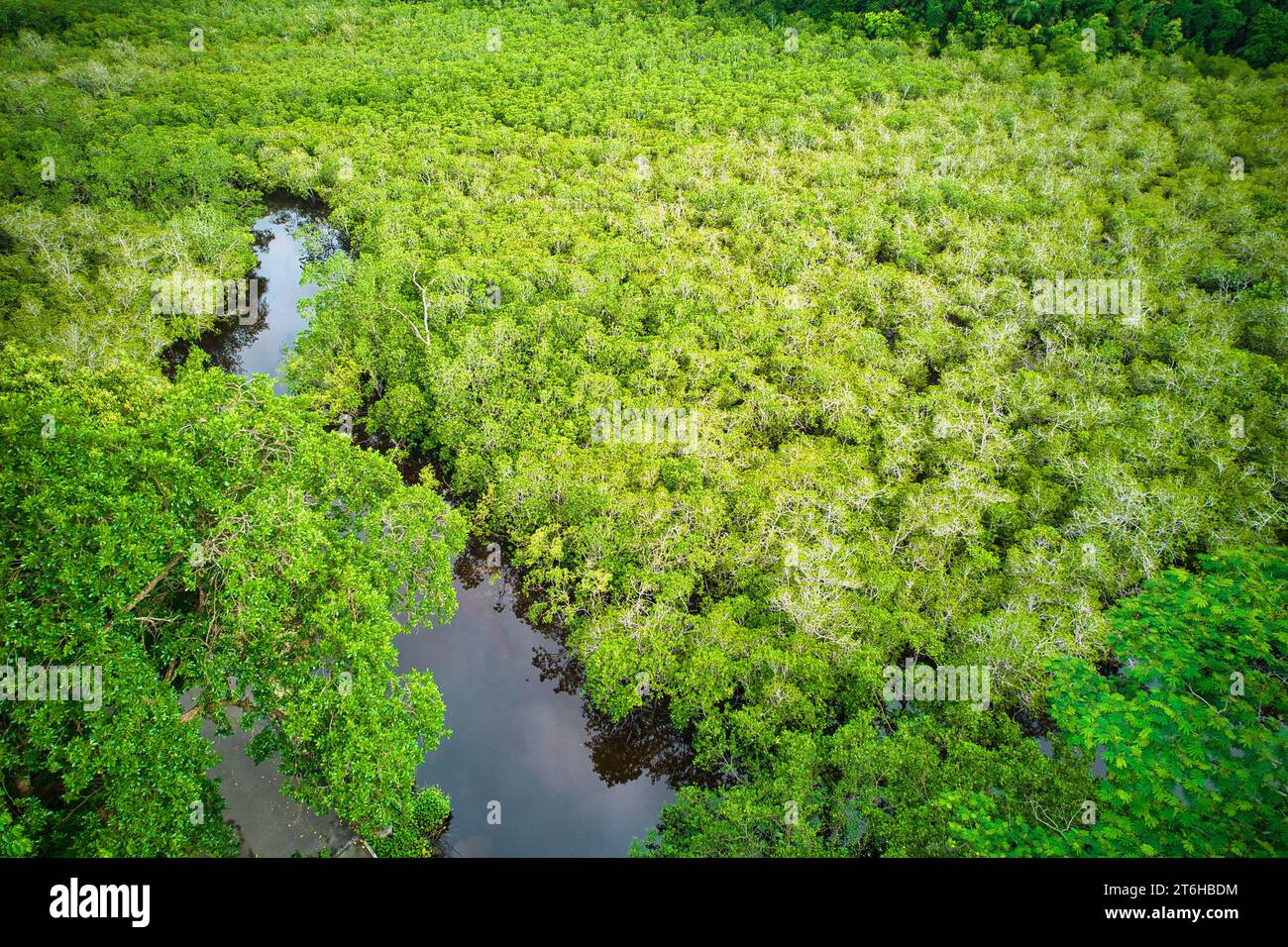 Drone photography of Port Launay Coastal Wetlands, mangrove, One of the ...
