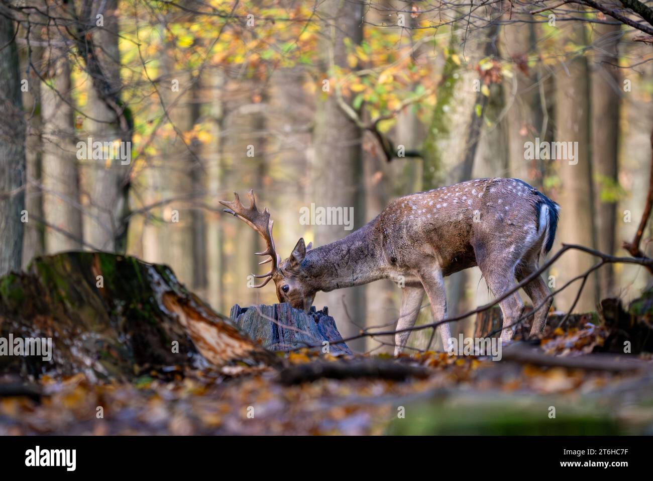 European Fallow Deer - Dama dama, large beautiful iconic animal from ...