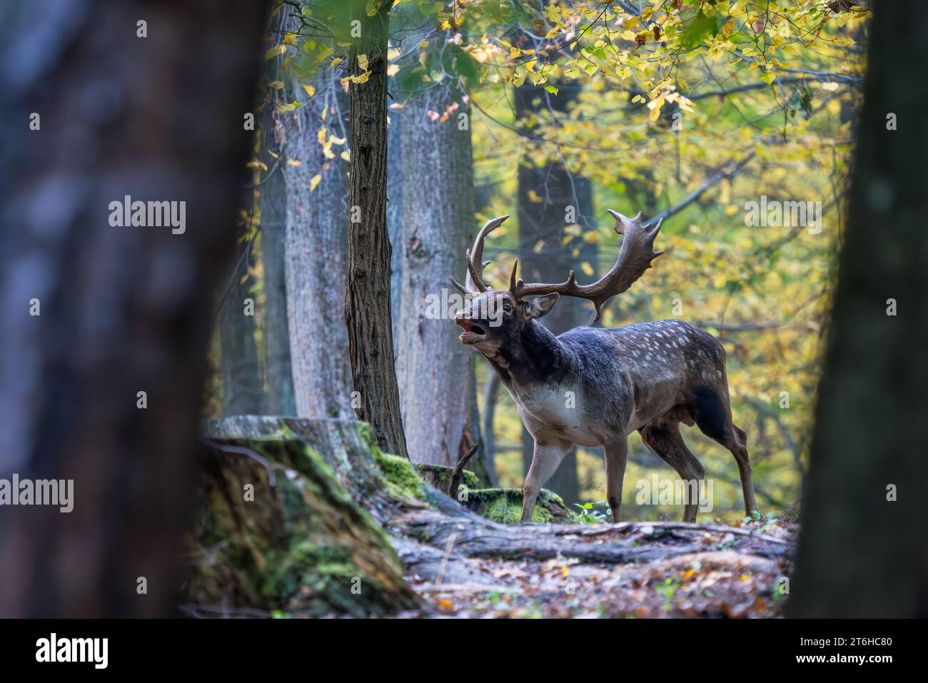European Fallow Deer - Dama dama, large beautiful iconic animal from ...