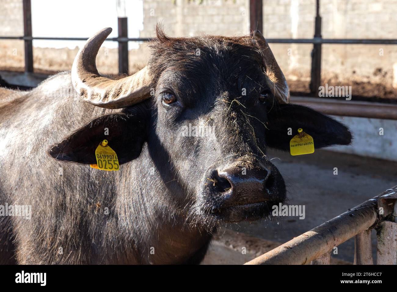 Villa matilde avallona hi-res stock photography and images - Alamy