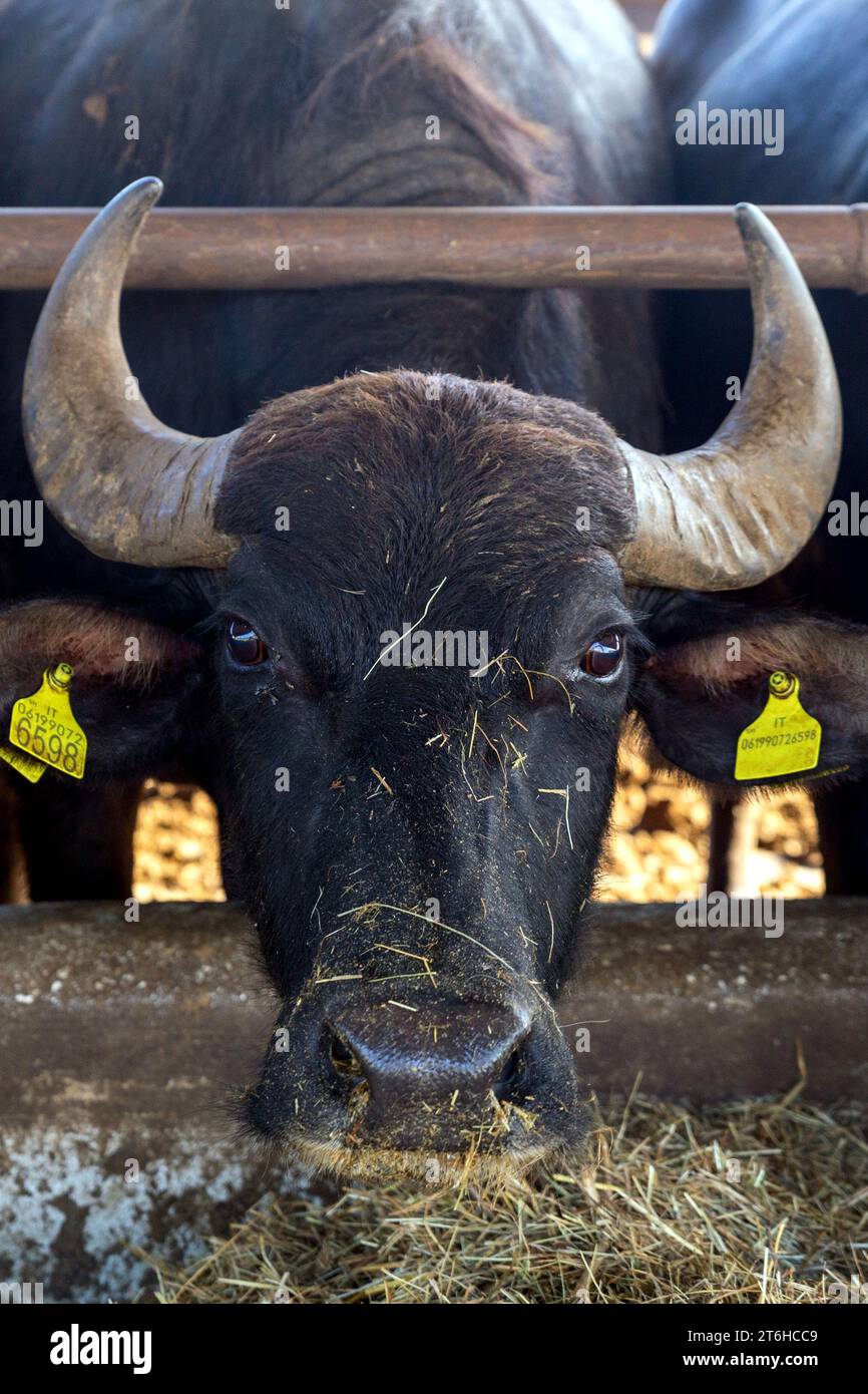 Villa matilde avallona hi-res stock photography and images - Alamy