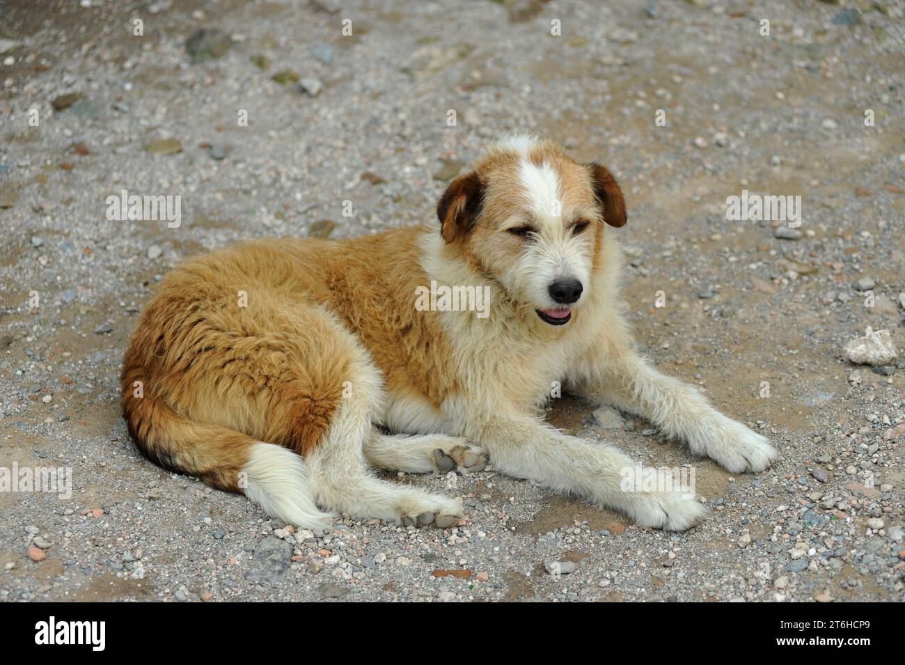 Dog istanbul hi-res stock photography and images - Alamy