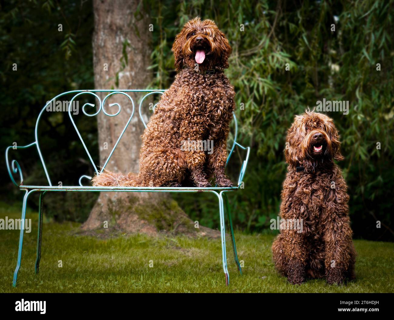 Australian labradoodles hi-res stock photography and images - Alamy