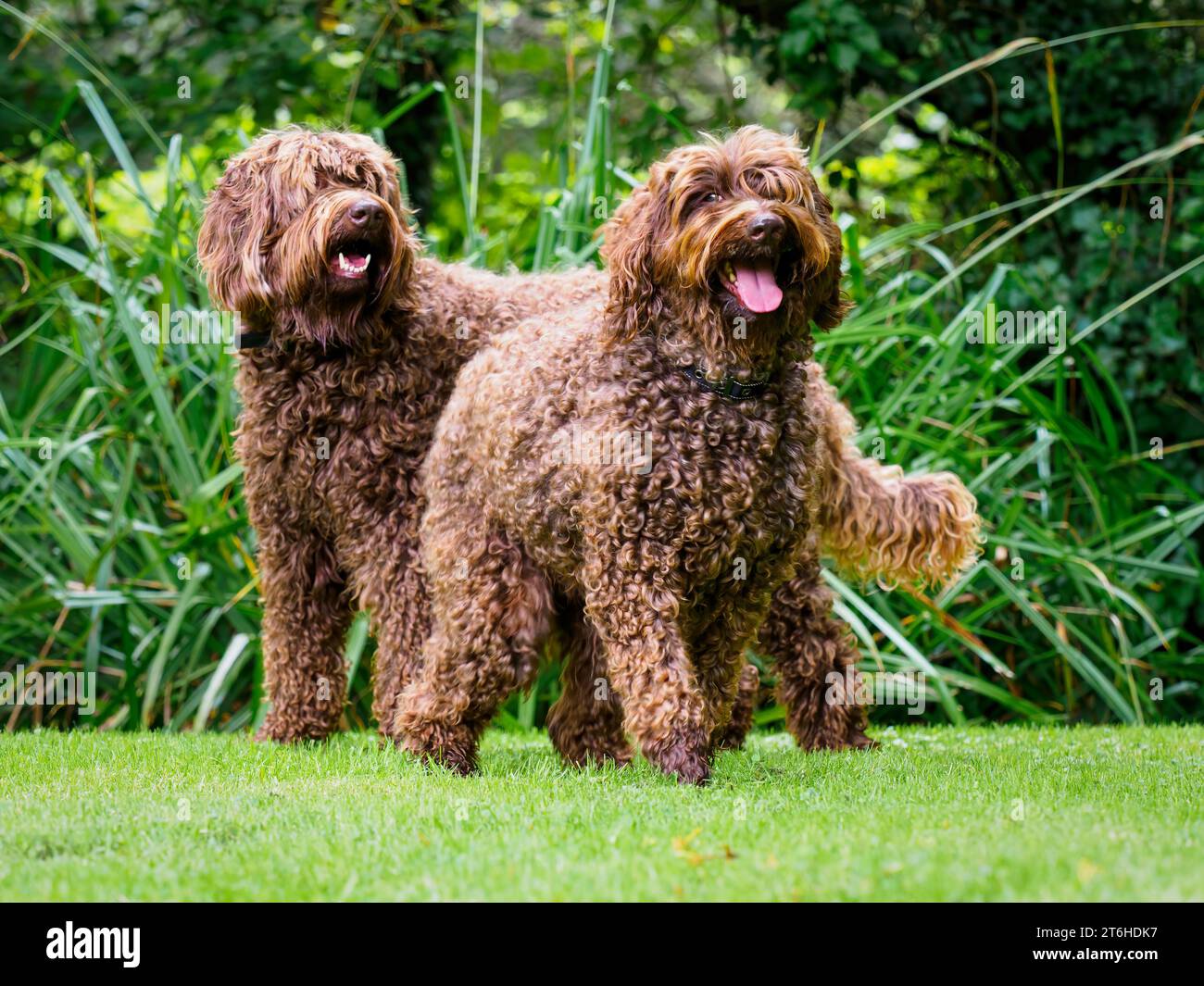 Australian labradoodles hi-res stock photography and images - Alamy