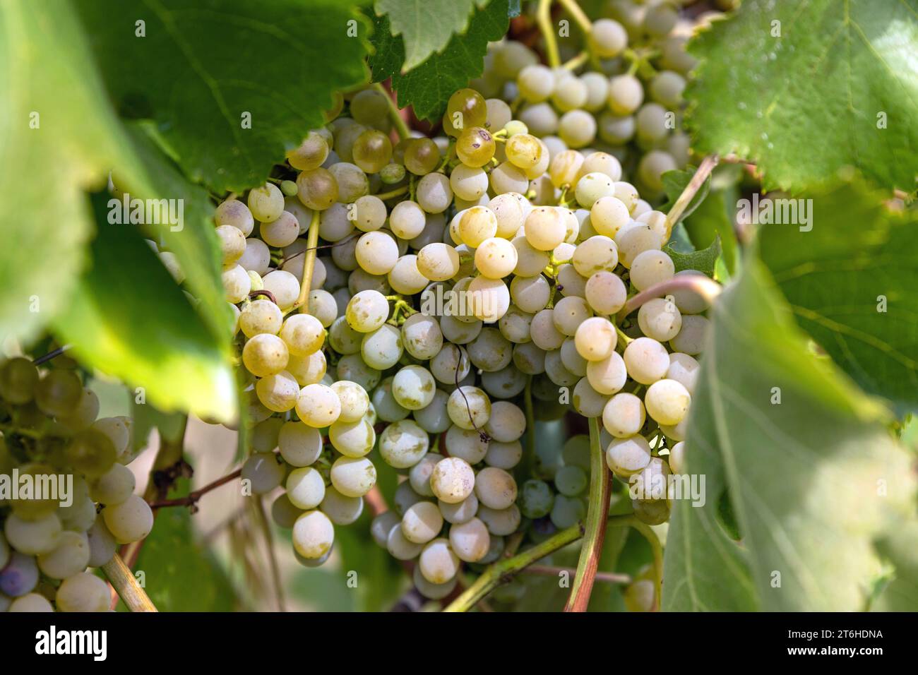 Falanghina grapes variety hi-res stock photography and images - Alamy