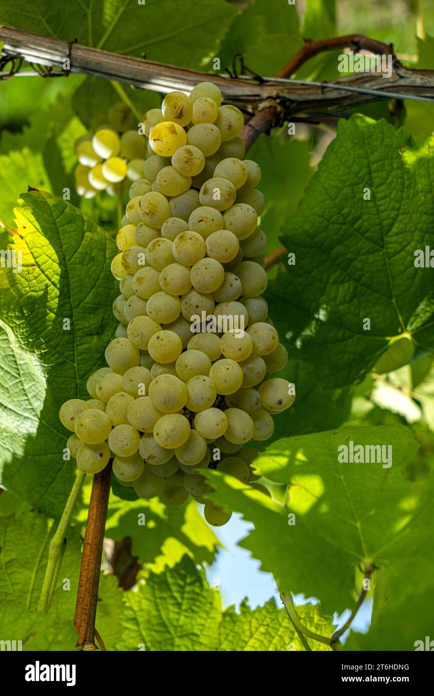 Falanghina grape variety hi-res stock photography and images - Alamy