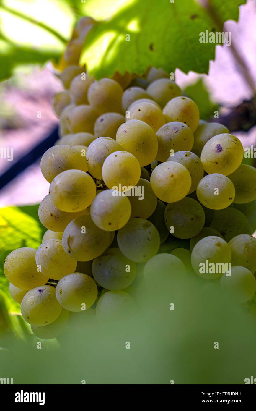 Italy, Campania, Caserta, Cellole, Azienda Vitivinicola Villa Matilde ...