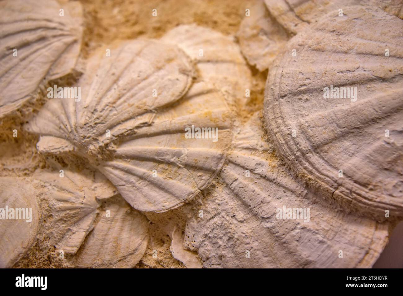 Group of the fossilized shells in the rock Stock Photo - Alamy