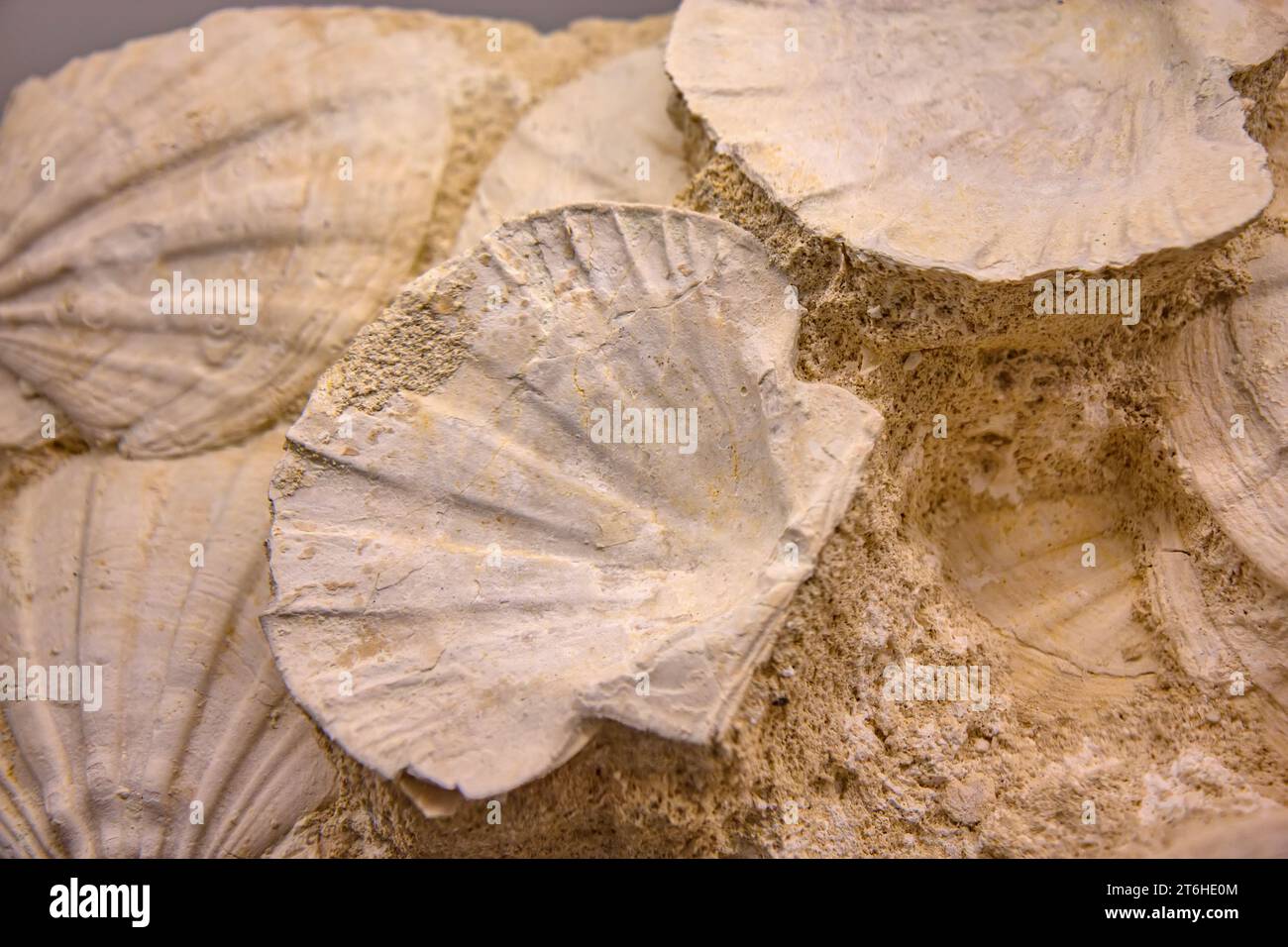 Group of the fossilized shells in the rock Stock Photo - Alamy