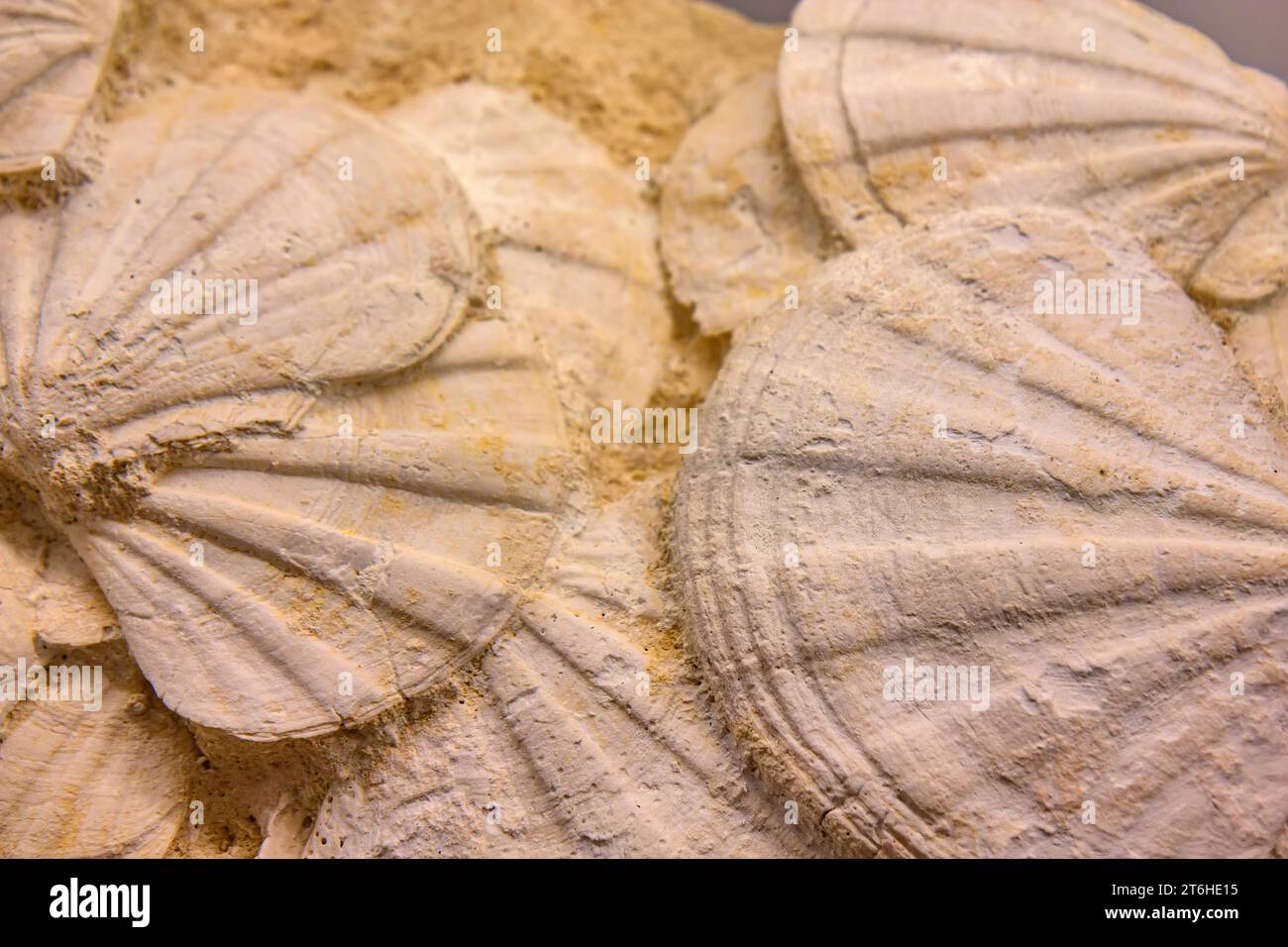 Group of the fossilized shells in the rock Stock Photo - Alamy