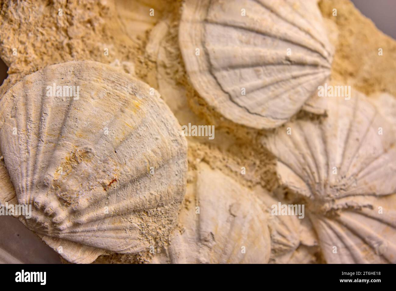 Group of the fossilized shells in the rock Stock Photo - Alamy