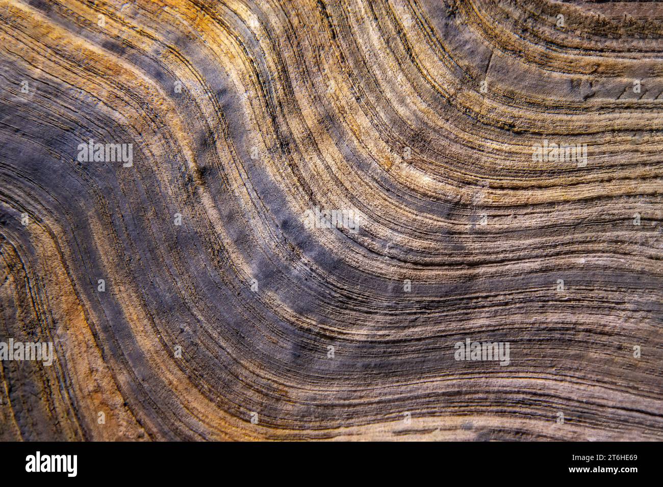 Macro detail of the folded schist metamorphic rock Stock Photo - Alamy
